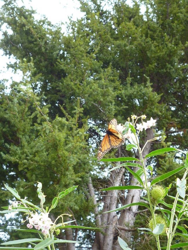 Monarchs, kiwi, sails & poem-seed | The Long Bright World